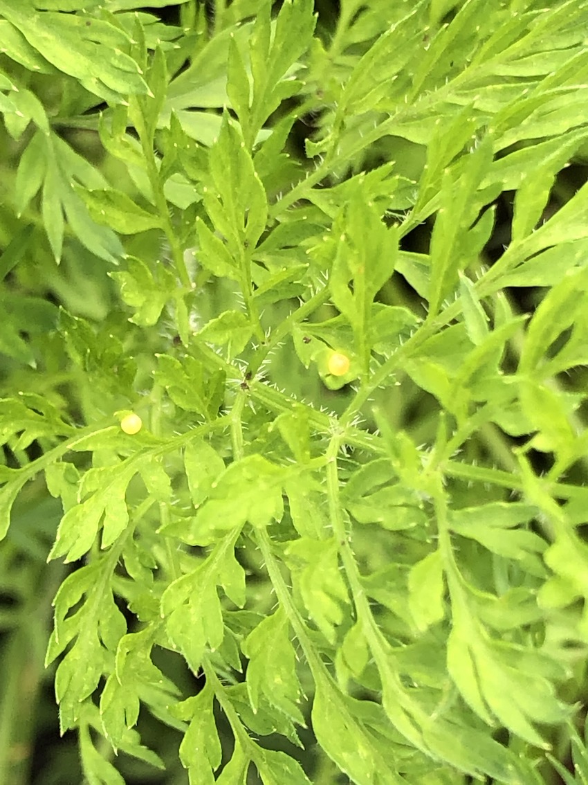 Goedemorgen! Eitjes en rups koninginnenpage in Zevenhovense tuin - De ...