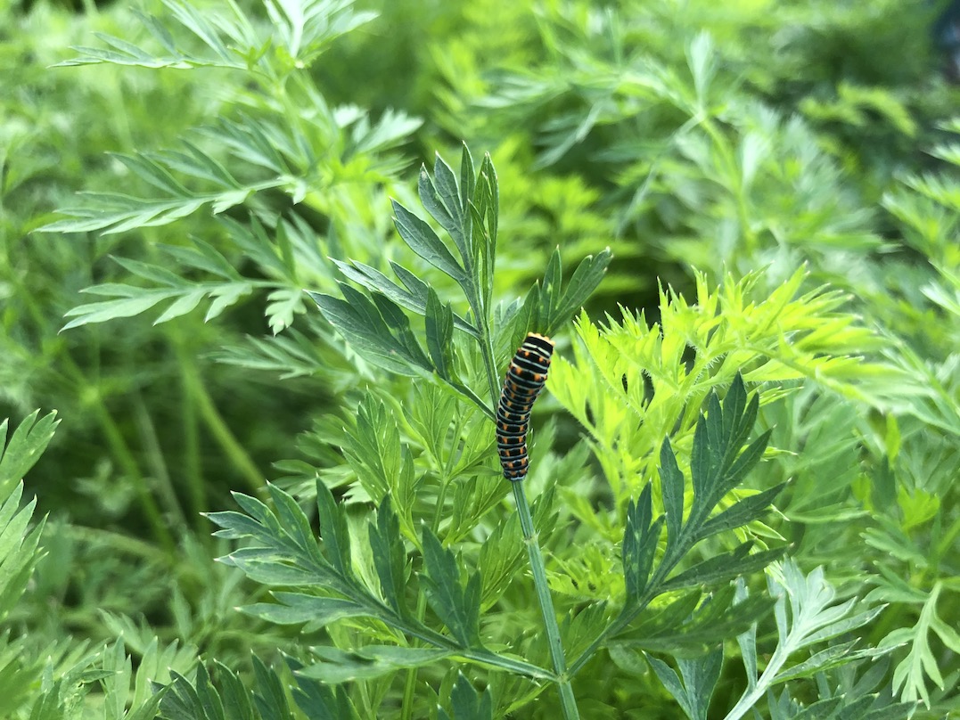Goedemorgen! Eitjes en rups koninginnenpage in Zevenhovense tuin - De ...