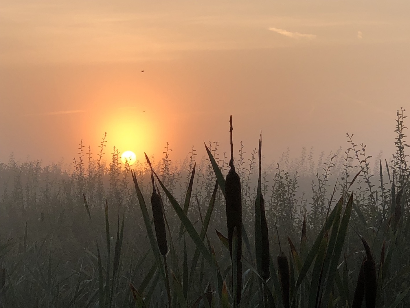 Goedemorgen! Ochtendzon boven Groene Jonker - De Nieuwkoper