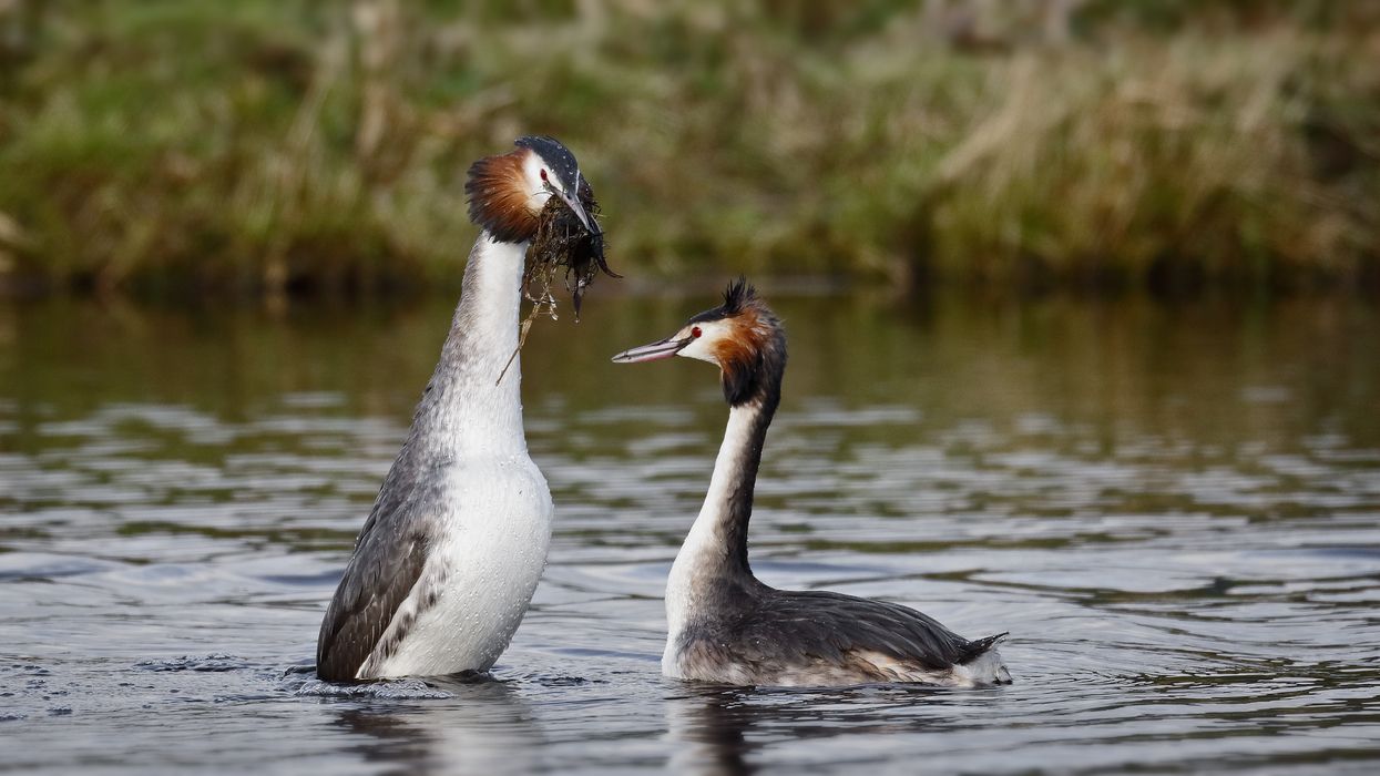 Goedemorgen! Baltsende futen op Plassen - De Nieuwkoper